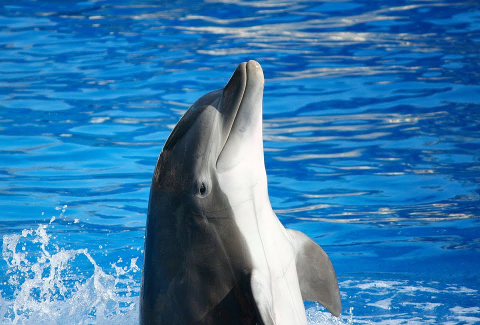 How Do Dolphins Hear? - Taazakhabar News