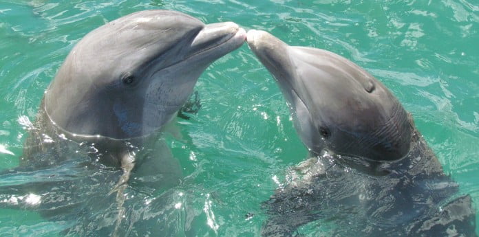 How Do Dolphins Hear? - Taazakhabar News