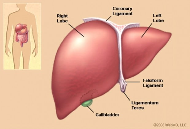 Human Liver The Body s Largest Internal Organ Taazakhabar News human-liver-the-body-s-largest-internal-organ-taazakhabar-news