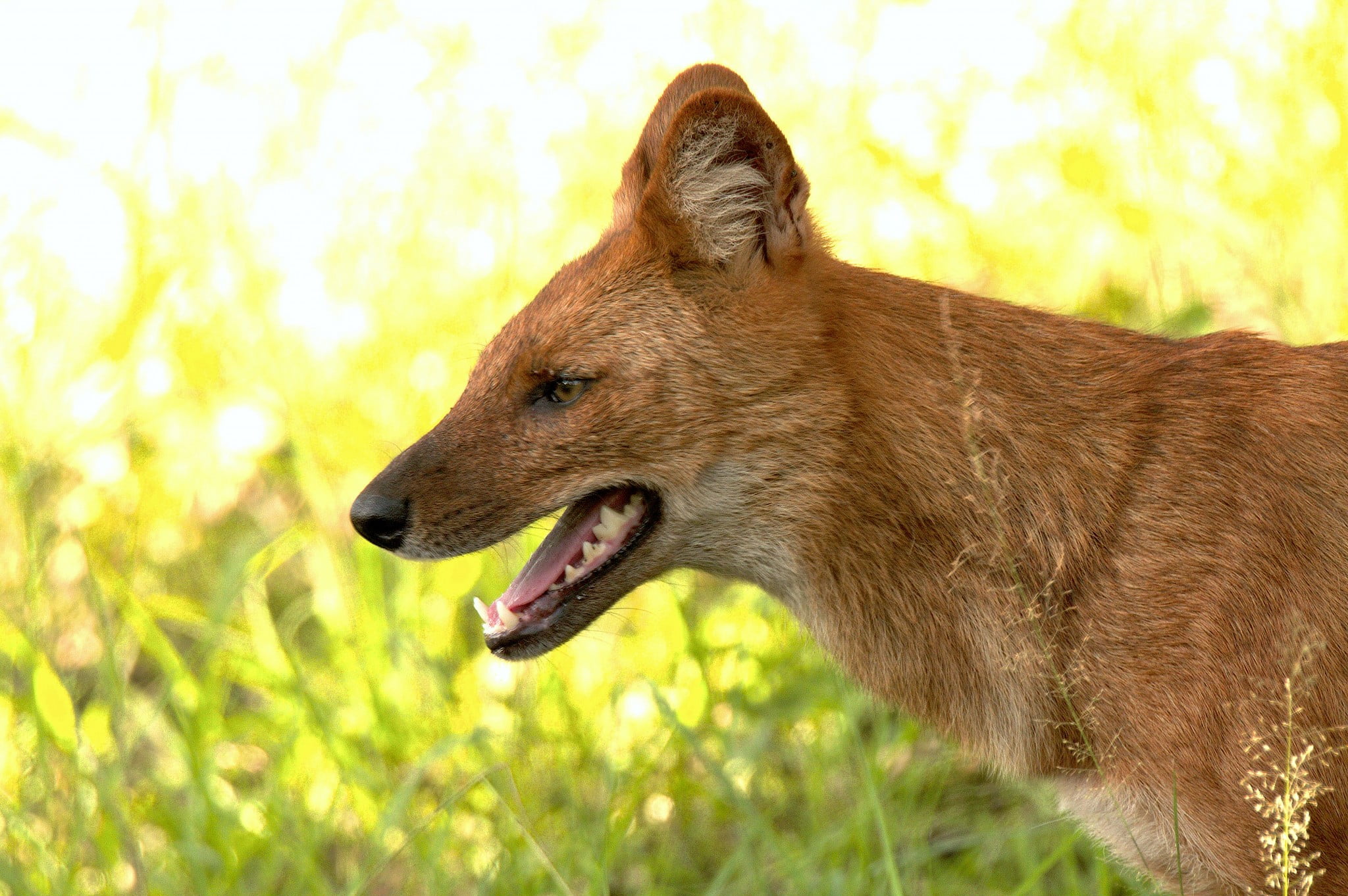 Conserving The Endangered The Asiatic Wild Dog - Taazakhabar News