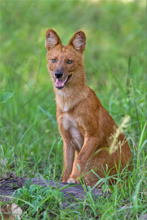Conserving The Endangered The Asiatic Wild Dog - Taazakhabar News