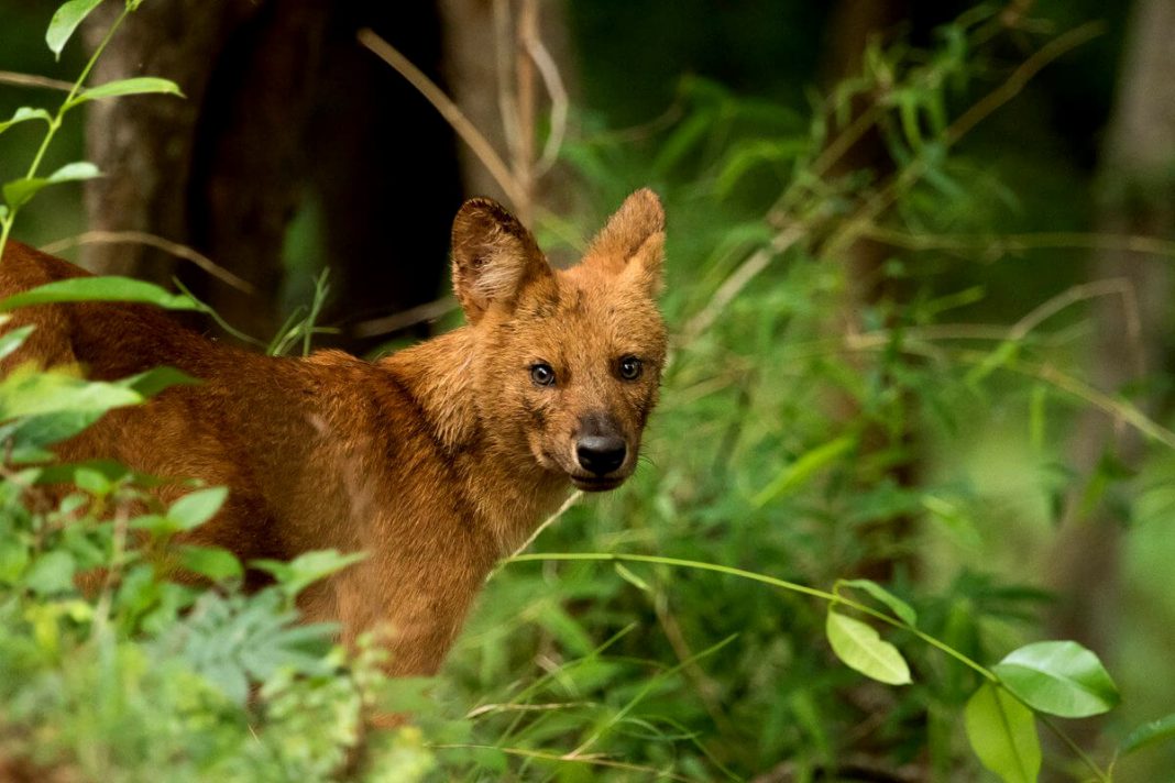 The First-ever Estimate Of The Endangered Asiatic Wild Dog ...
